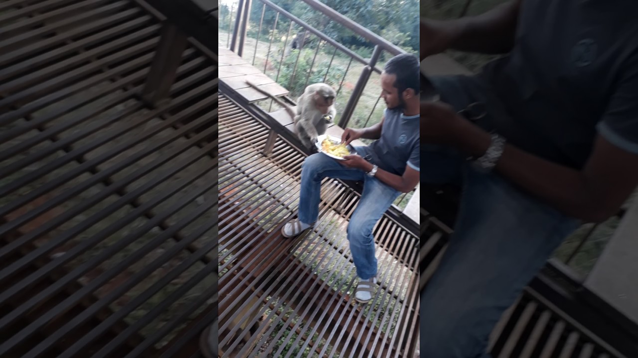 MONKEY'S fight with man - YouTube