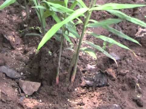 Controlling rhizome rot disease in ginger cultivation Odia VARRAT ...