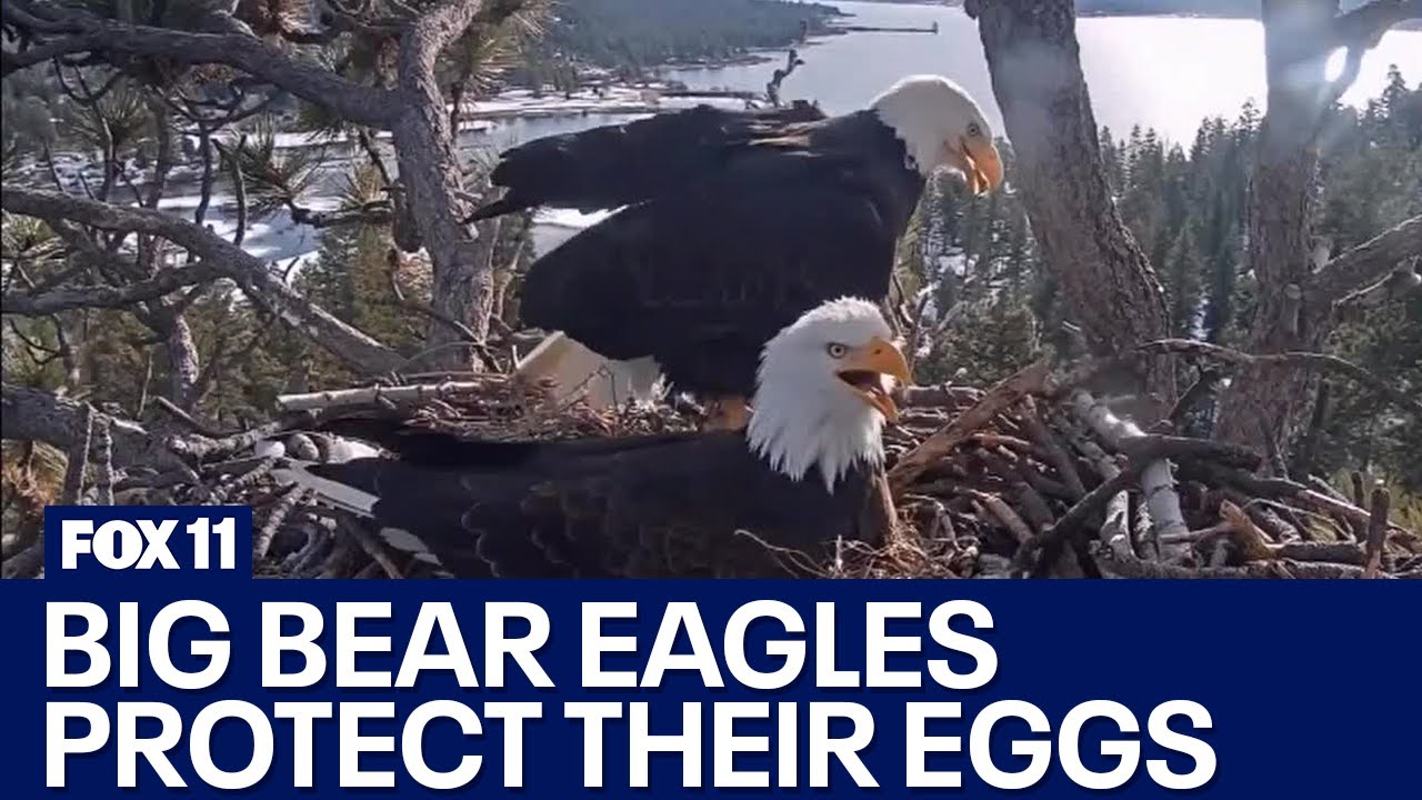 Eagles Jackie and Shadow protecting trio of eggs - YouTube
