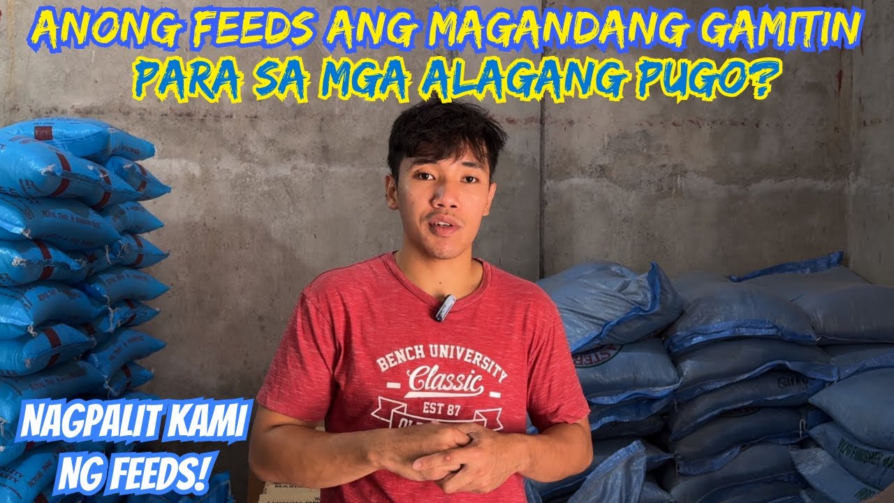 ANONG FEEDS ANG MAGANDANG GAMITIN PARA SA MGA ALAGANG PUGO? | QUAIL ...