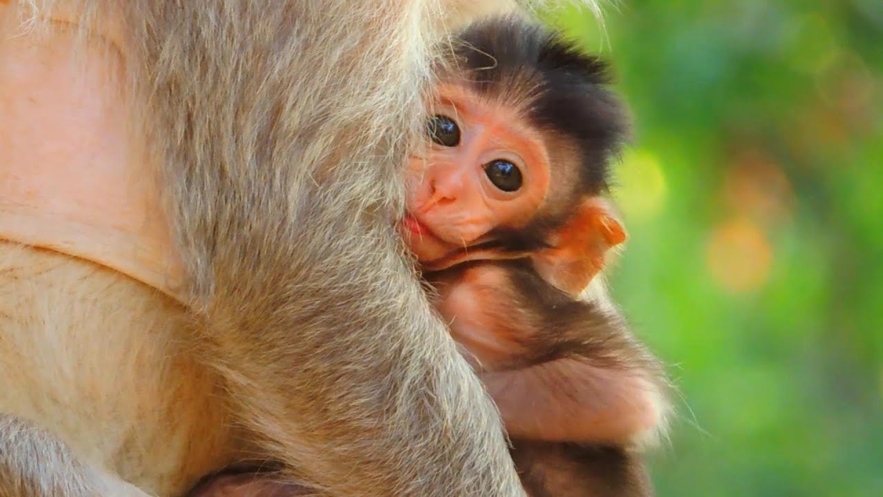 The Best Collection Summary Clip: Adorable newborn baby feels effect’s ...