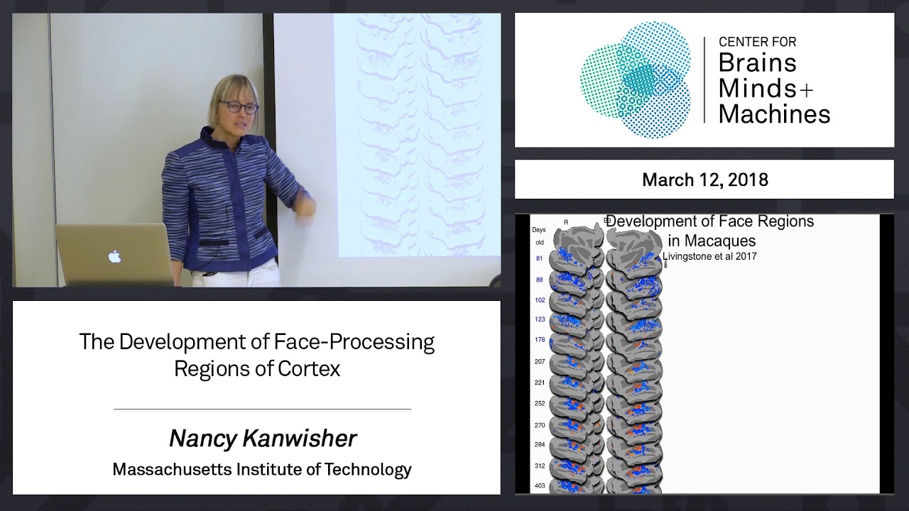 7.8 - The Development of Face Processing Regions of Cortex - YouTube
