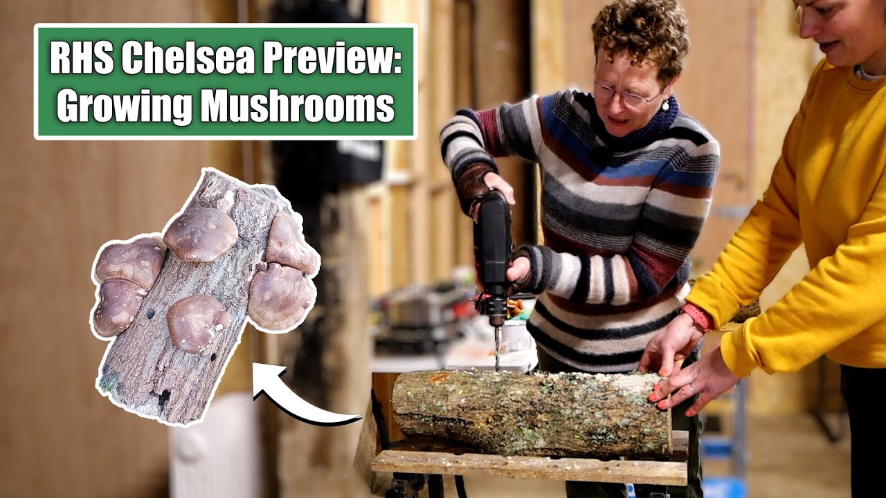 RHS Chelsea Garden Preview | How To Grow Mushrooms, Rosy Learns with ...