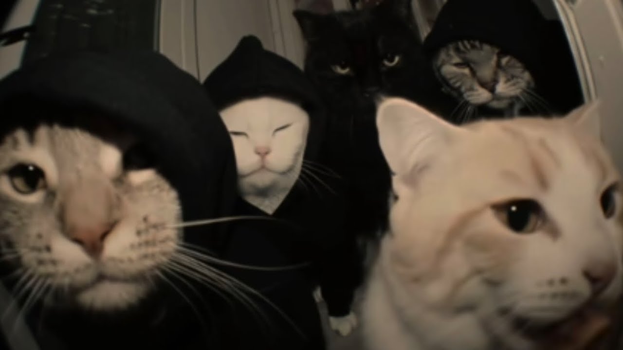 mowning meowing mowle - YouTube