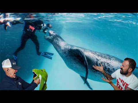 Divers React to Worst Leopard Seal Attack in History