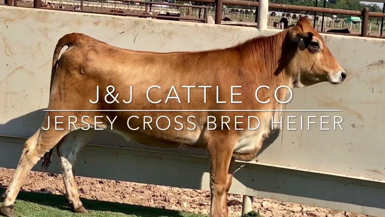 Bred Jersey Cross Heifer - YouTube