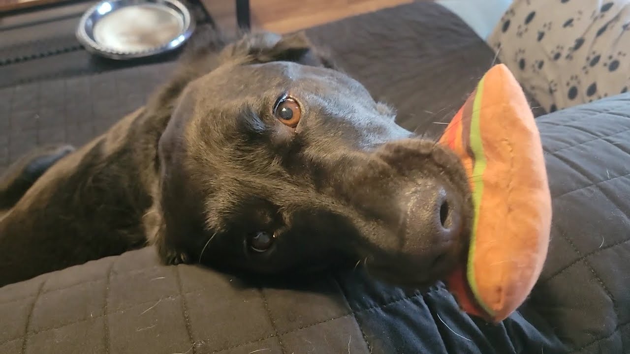Morning routine with Bentley - YouTube