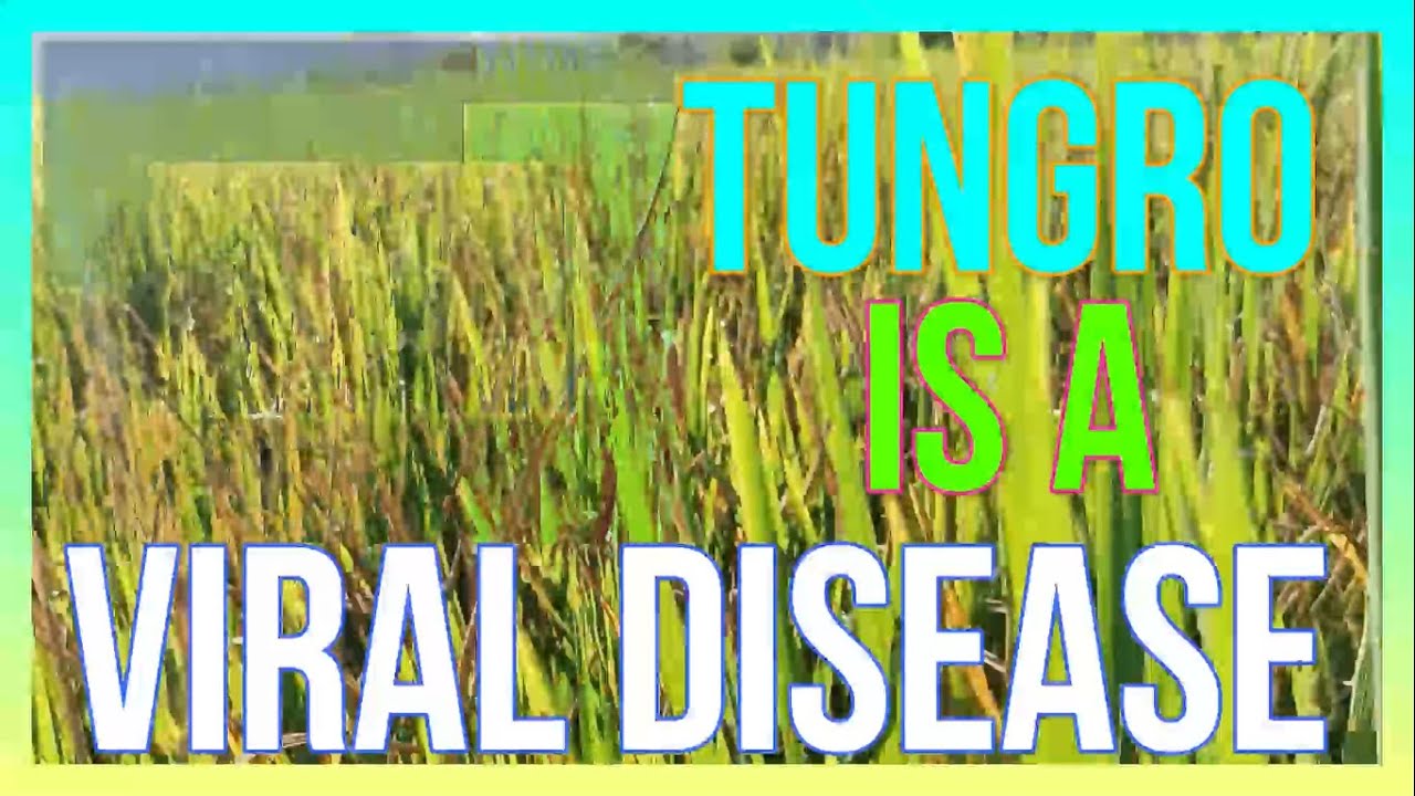 What Are The Effects of Tungro Disease In The Rice Paddy, 16/02/2023 ...
