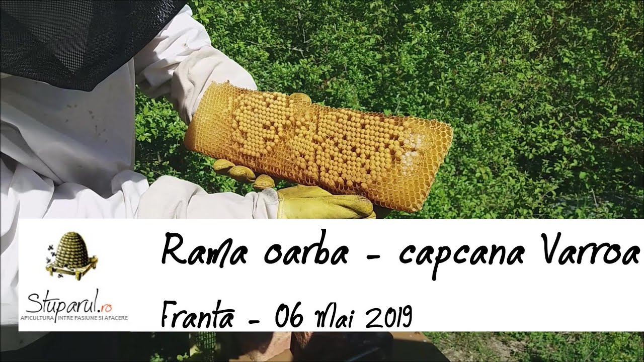 Stupina din Franta 2019 [6 Mai - 8 Iun] - Rama oarba si capcana pentru ...