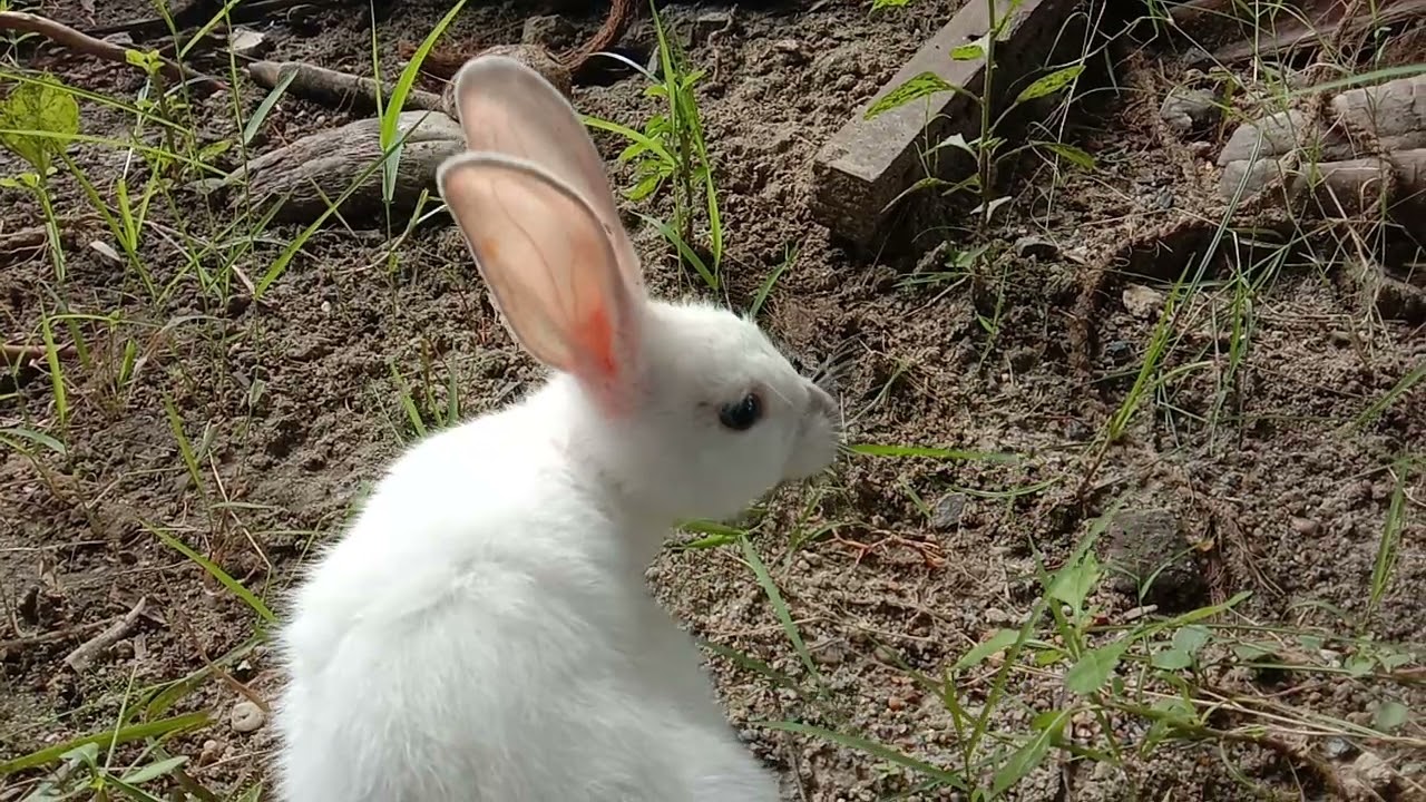 Rabbit Cubs Eating Grass - YouTube