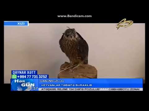 Qanunsuz saxlanan 5 şahin quşu təbiətə buraxılıb - Space TV