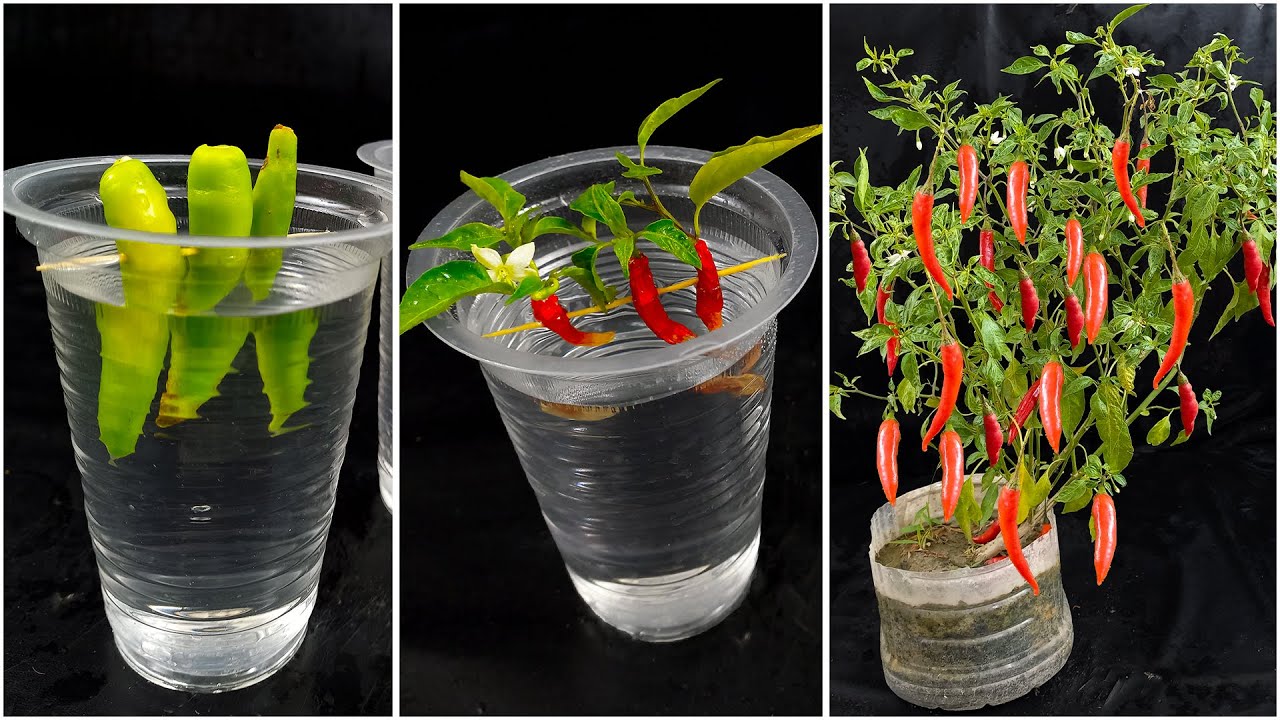Propagate chilli plants with chillis with use onion in water // How to ...