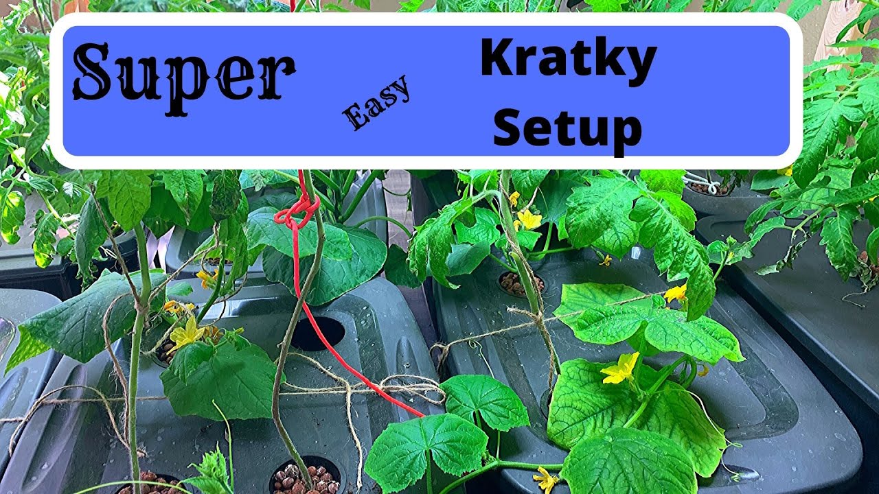 Complete step-by-step guide for Kratky Hydroponic system - YouTube