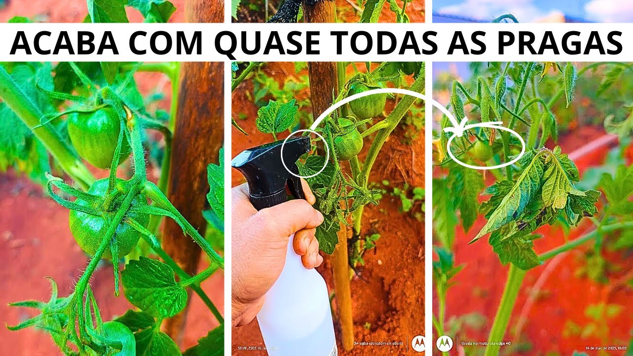 Inseticida Orgânico PODEROSO: Acabe com as Pragas sem Veneno! - YouTube