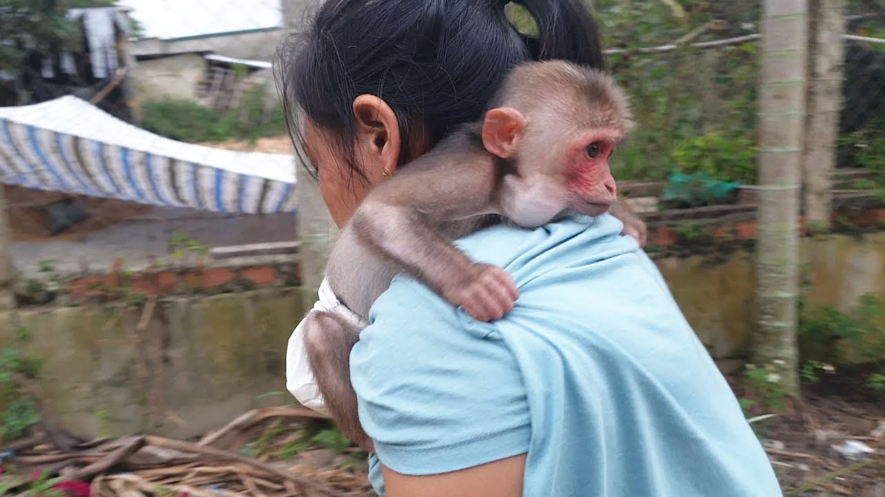 Baby monkey Bob just wants to be with mom - YouTube