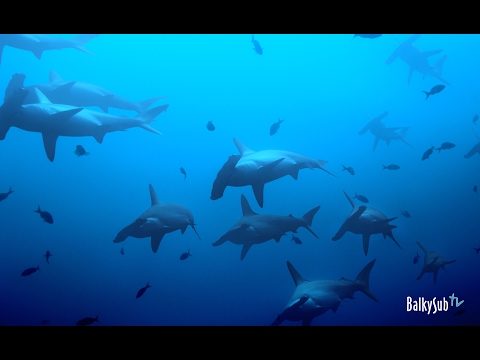 Red Sea Sharks - Daedalus Reef