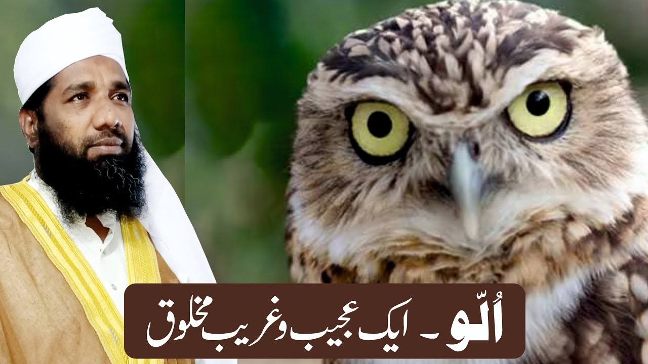 Ullu || Owl || MOHAMMED THALHA RASHADI OFFICIAL - YouTube