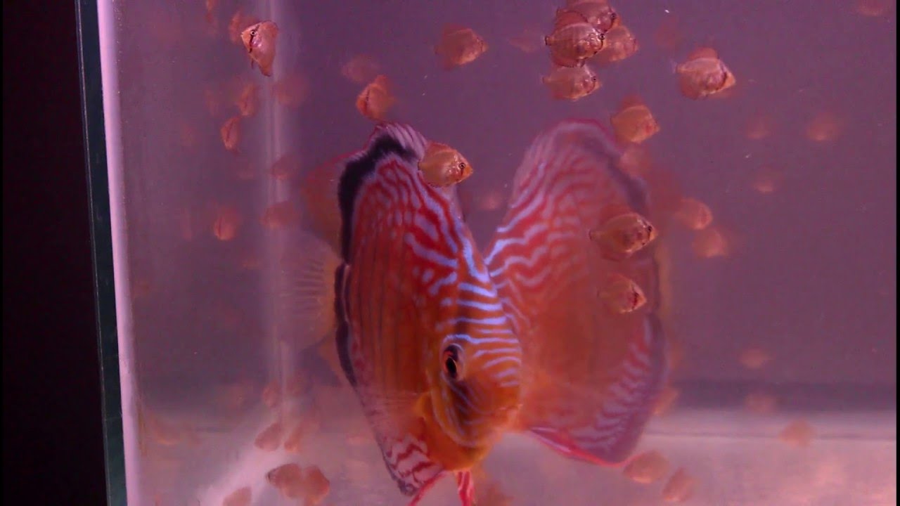 Wild Discus Red Alenquer with 26 day fry - YouTube