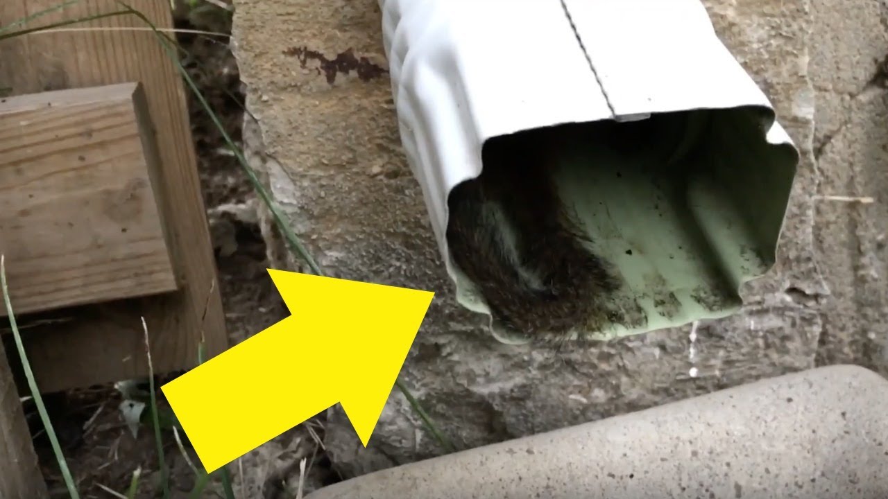 SAVING A STUCK CHIPMUNK - YouTube