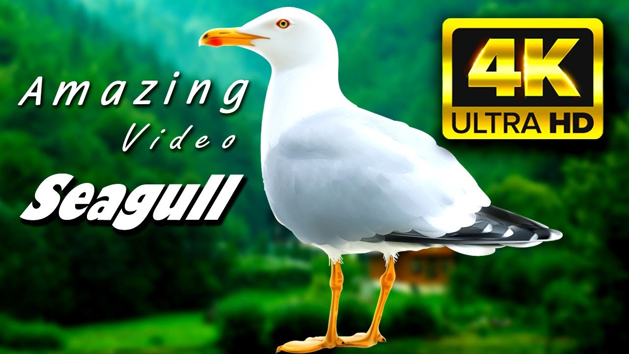 Seagull Conservation Matters How to Protect and Preserve Coastal Bird ...