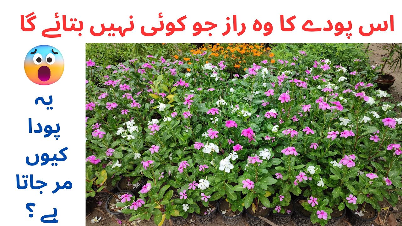 Vinca ( Sada Bahaar ) Care. How To Grow Vinca Plant. Secret Of Growing ...