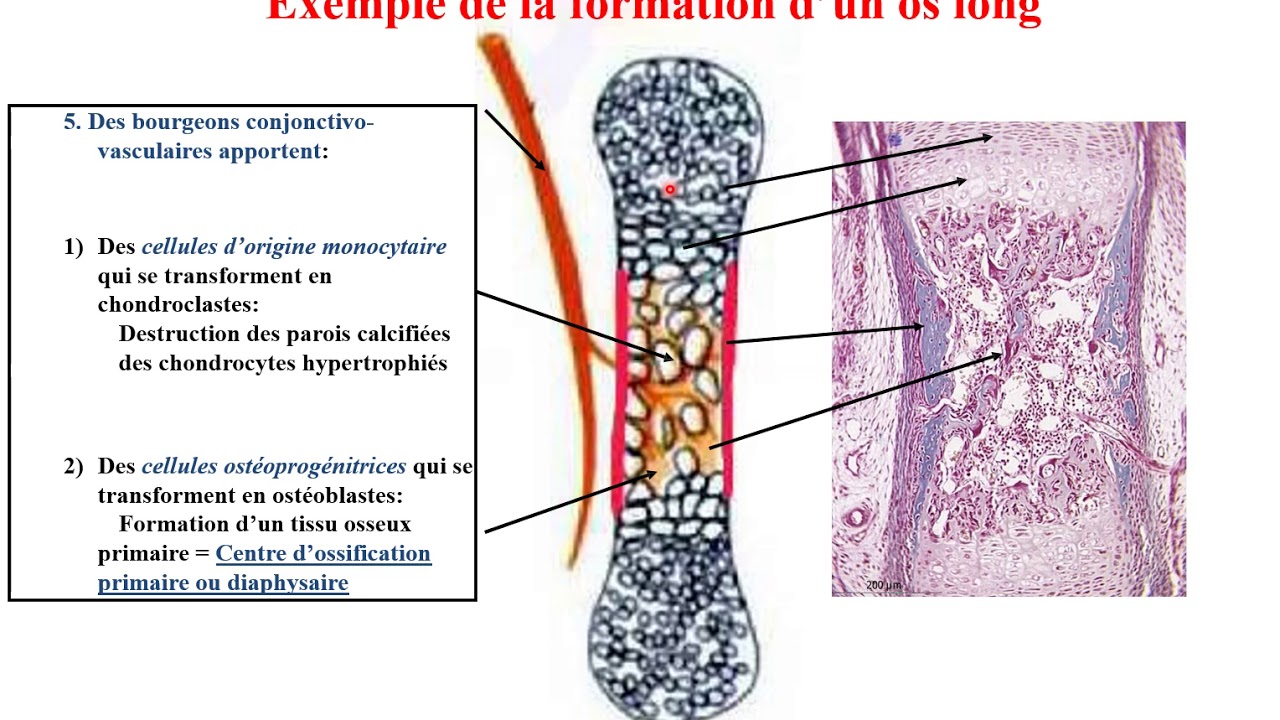 FMPM MOOCs - Tissu osseux partie 2 - Pr. FE. Hazmiri - YouTube