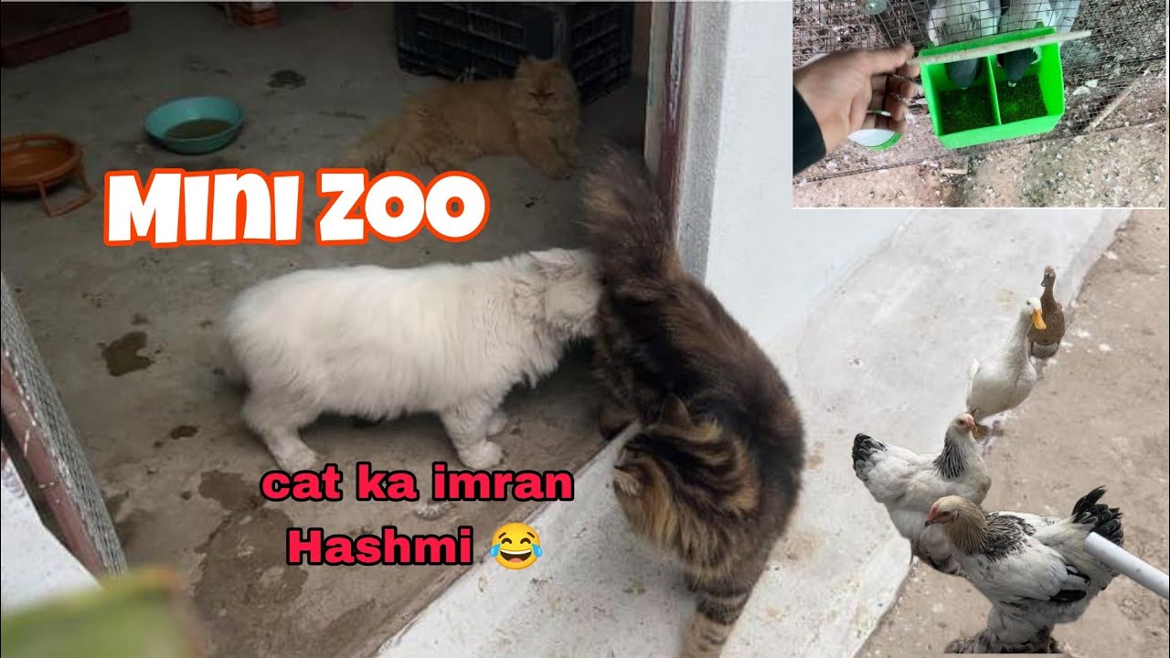 Meri Cat firse meeting k liye Ready hogyi 🥰 | Paradise of pets - YouTube