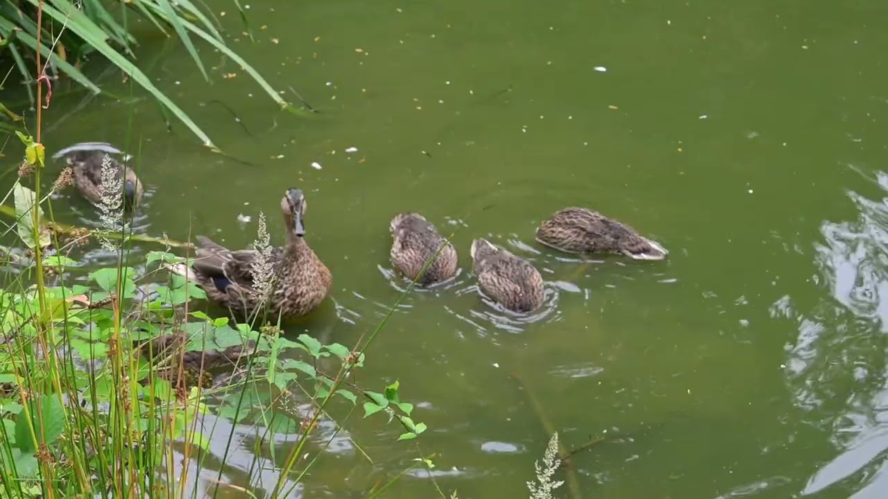 Nikon Z30 Camera Video Sample - YouTube