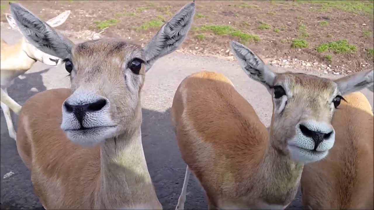 KIDDERMINSTER SZAFARI PARK, ANGLIA. West Midland Safari Park || Angliai ...