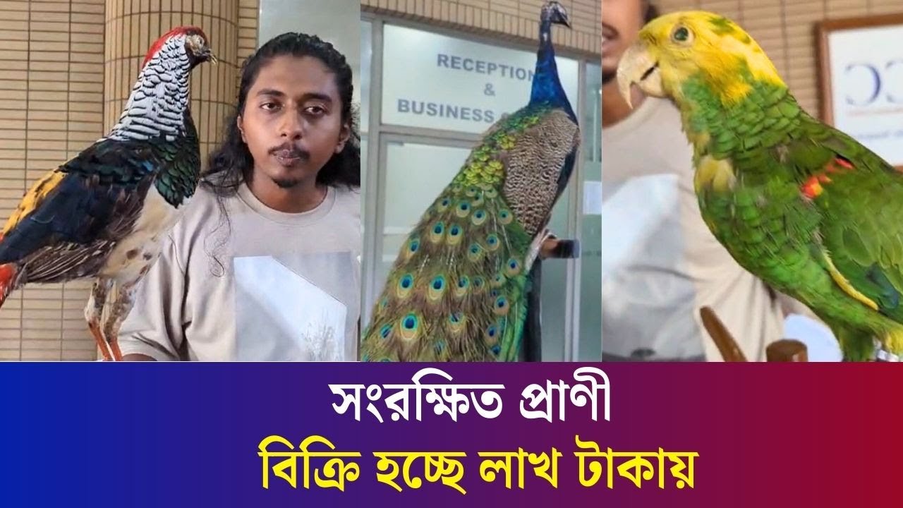 প্রাণী সংরক্ষণ করে বিক্রি হচ্ছে লাখ টাকায় | Daily Karatoa - YouTube