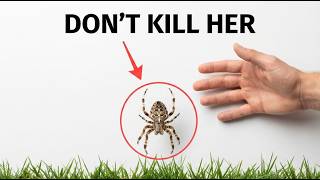 The Spider Everyone Kills Turned Out to Be the Reason Your Garden Is Still Alive