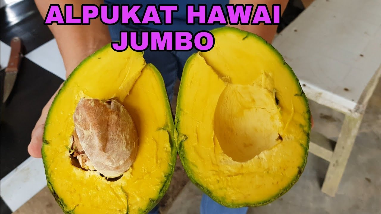 ALPUKAT HAWAI JUMBO DI BANGKA ADAPTIF - YouTube