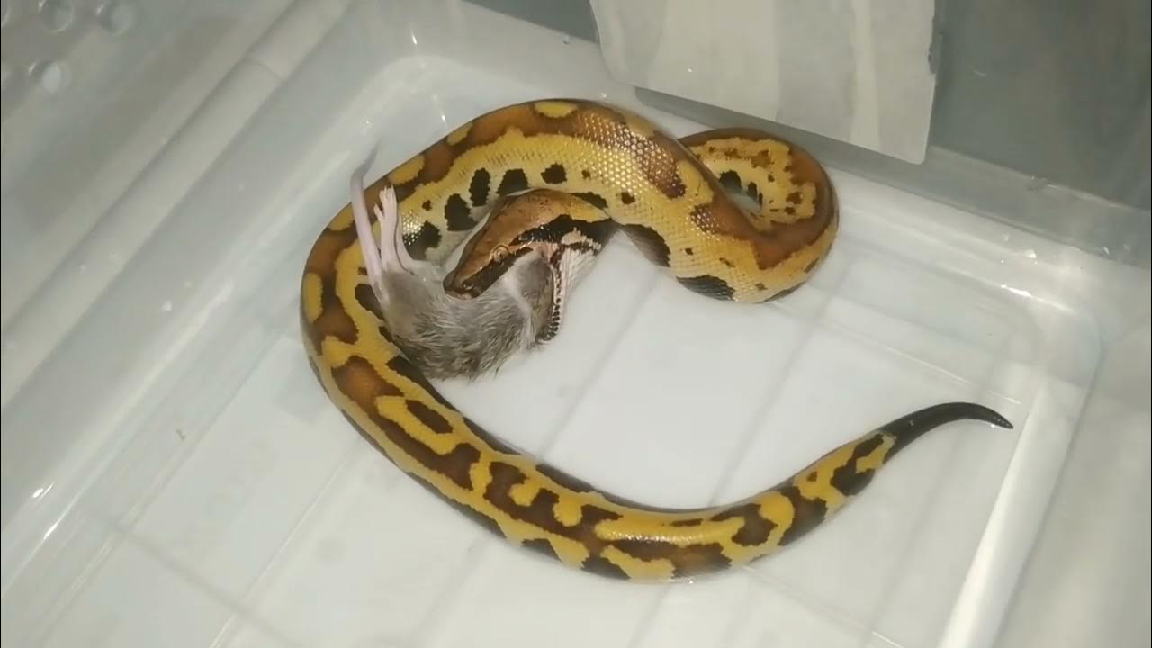 Feeding Baby Dipong Blood Python Red Bangka Brongersmai Kasi Pakan ...