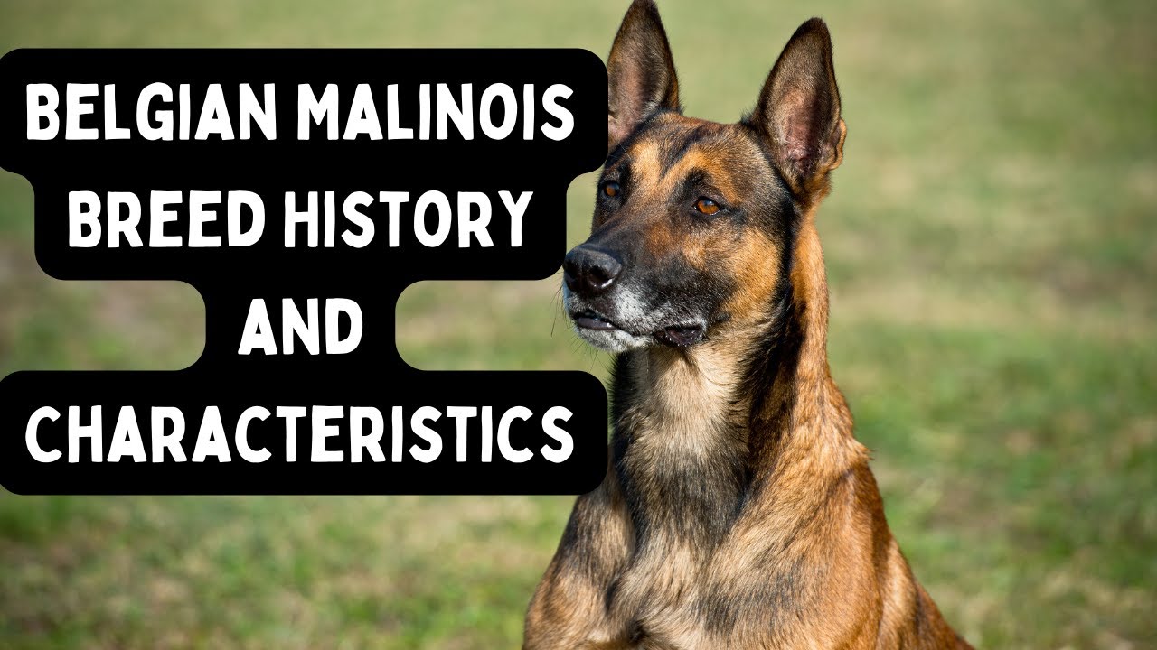 Introduction to Belgian Malinois: Breed History and Characteristics ...