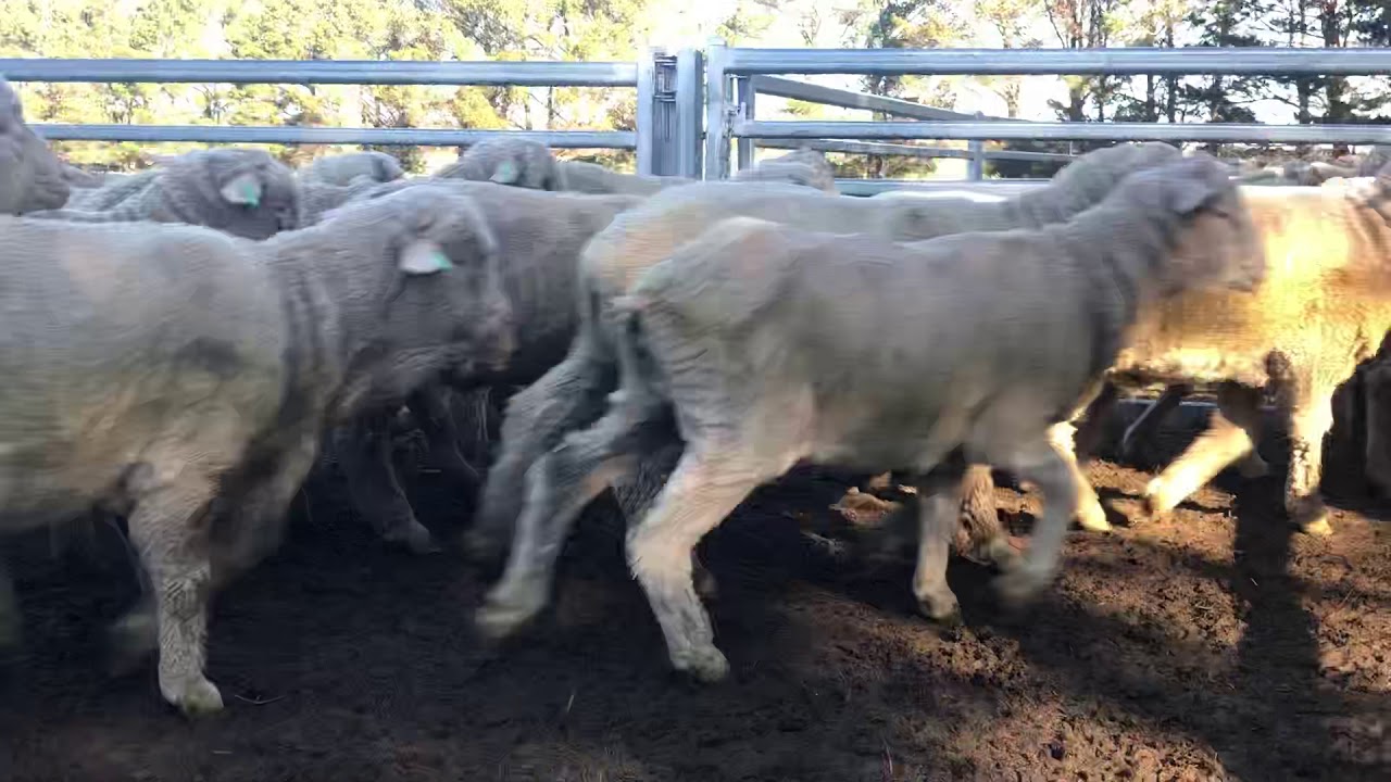 Clark merino wether lambs - YouTube