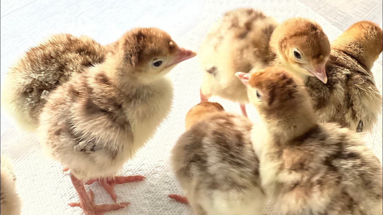 Raising TURKEYS on the Homestead! Heritage Bourbon Red poults - YouTube