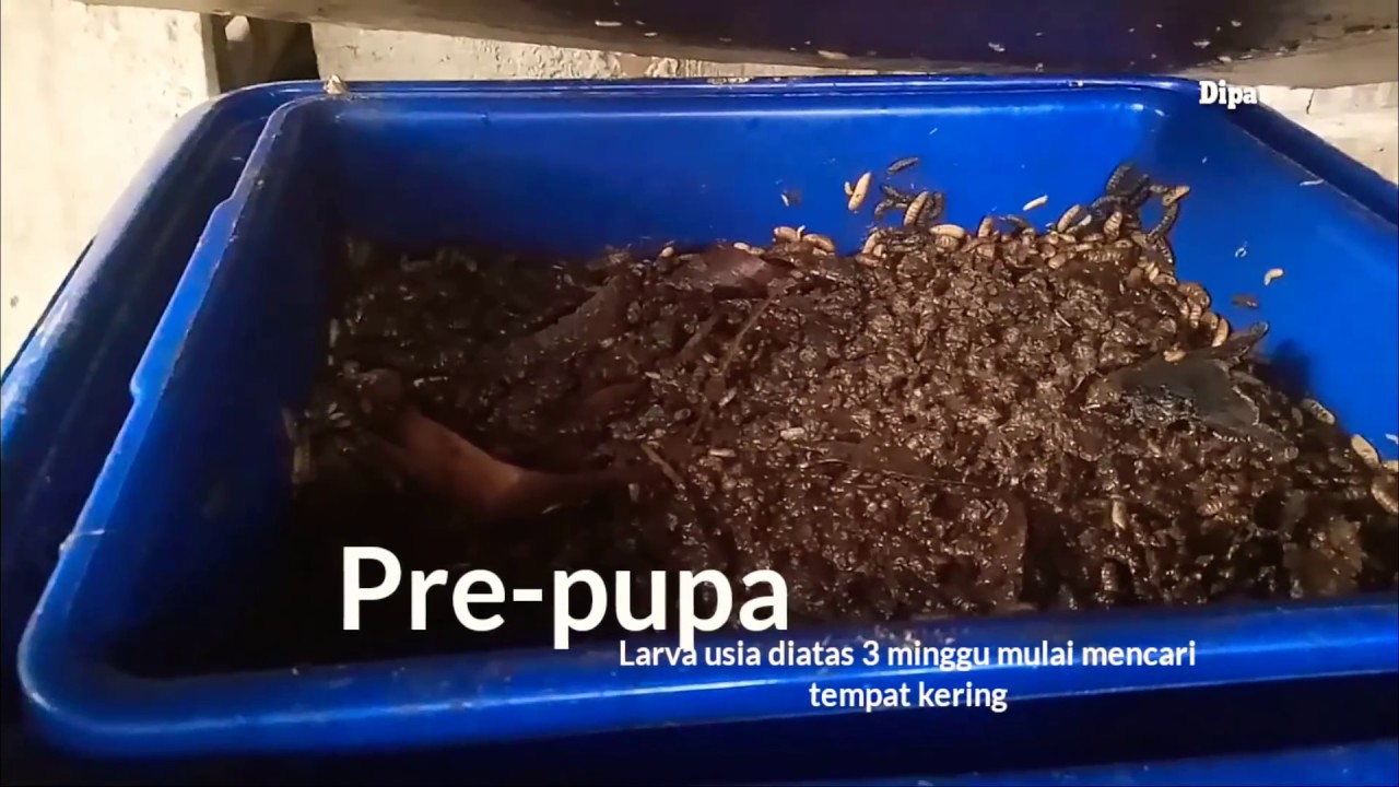 SIKLUS HIDUP ALAMI LALAT BSF ( Black Soldier Fly ) - YouTube