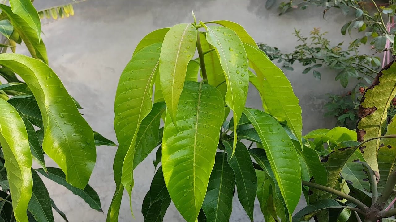 Chaunsa Mango Varieties | Mosami Chaunsa | White Chaunsa | Black ...