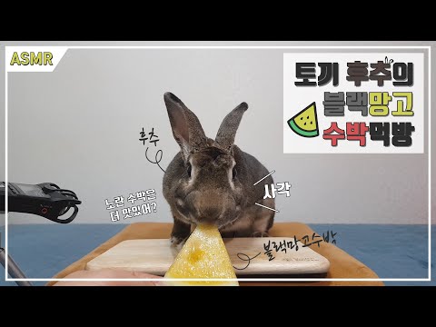 [Bunny ASMR] 토끼 후추의 블랙망고수박먹방