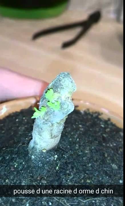 Pousse d une racine d orme de Chine - YouTube