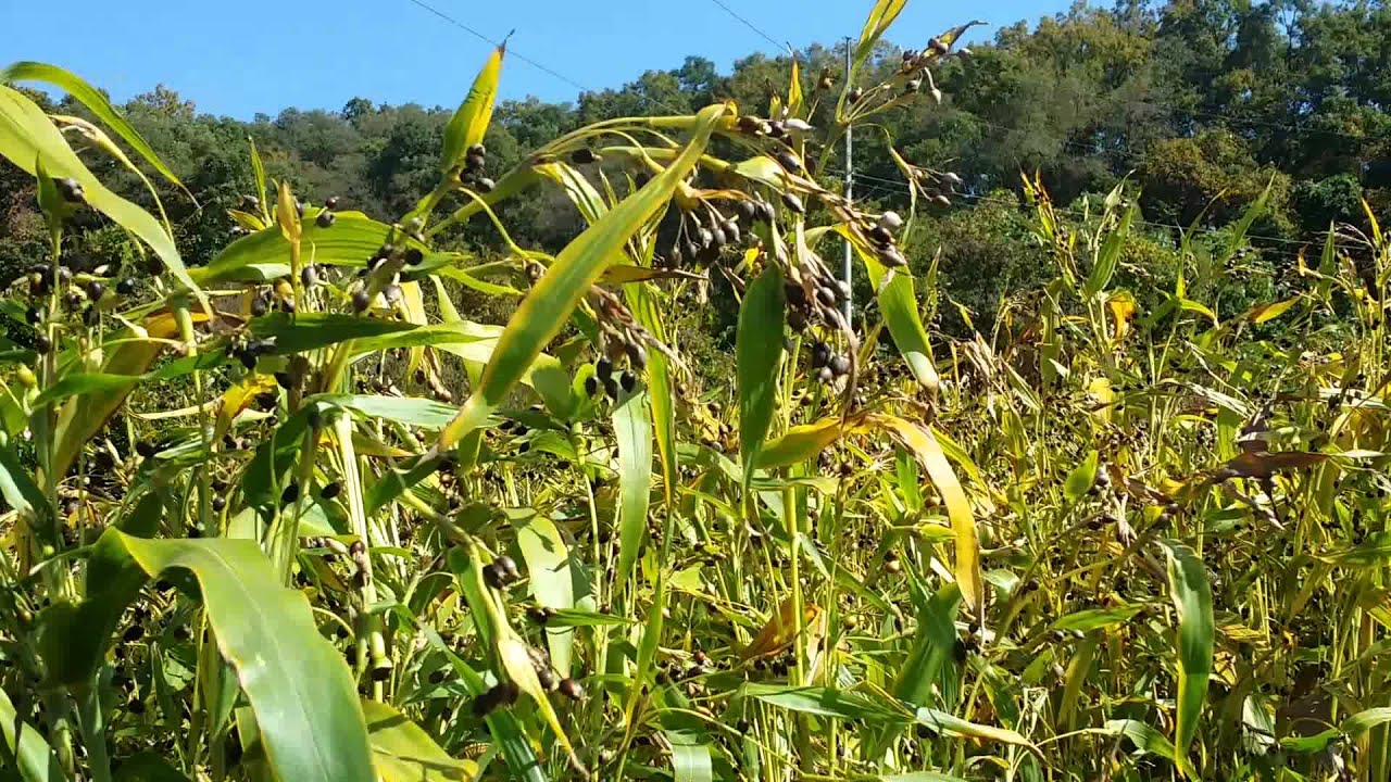 율무수확중 - YouTube