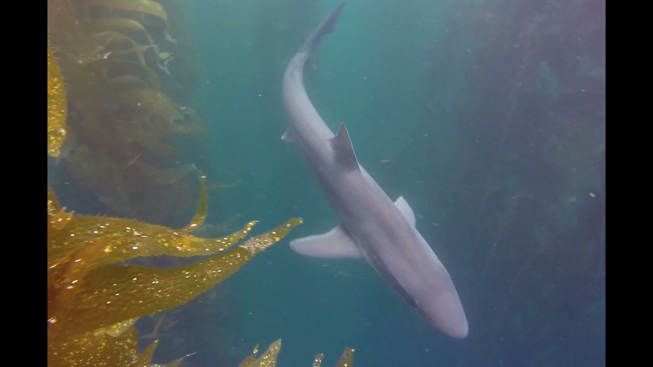 Two Weekends at La Jolla Cove - Lemonade Dives - YouTube