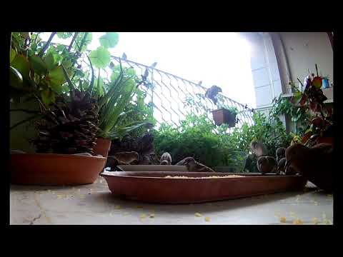 15 Serçe ve Bir Kumru Aynı Tabakta 🐦 | Peaceful Bird Feeding