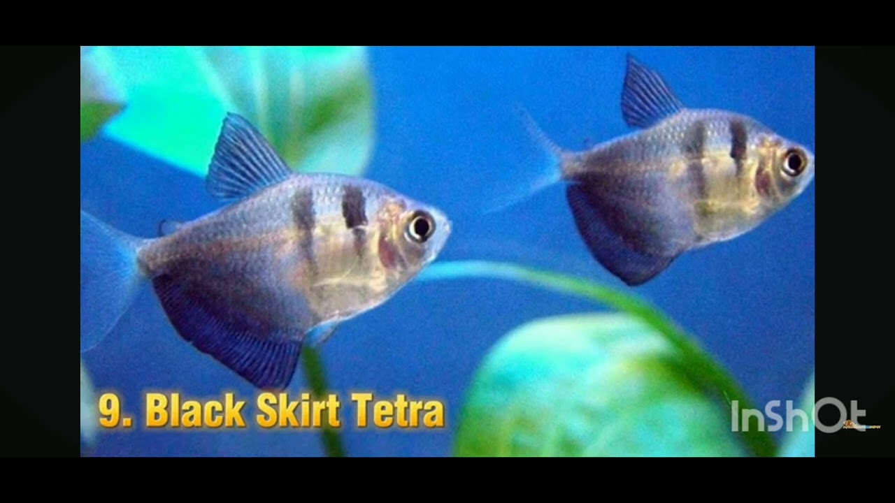 21 different types of Tetra - YouTube
