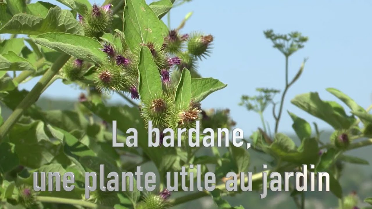 La bardane, une plante utile au jardin - YouTube