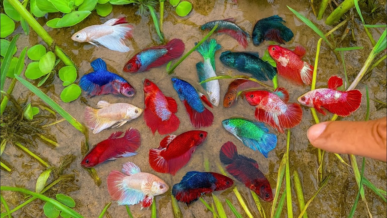Exploring Catching Betta Fish – We Found Beautiful Wild Betta Fish from ...