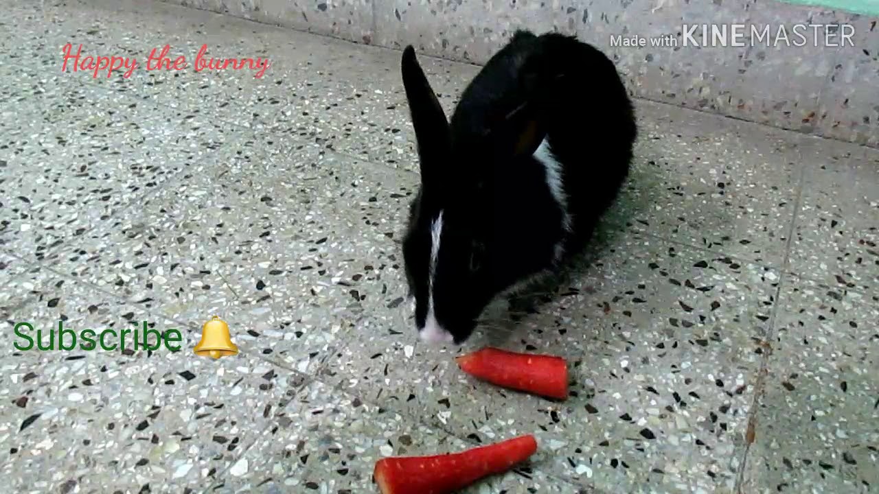 Rabbit eating small carrot - YouTube
