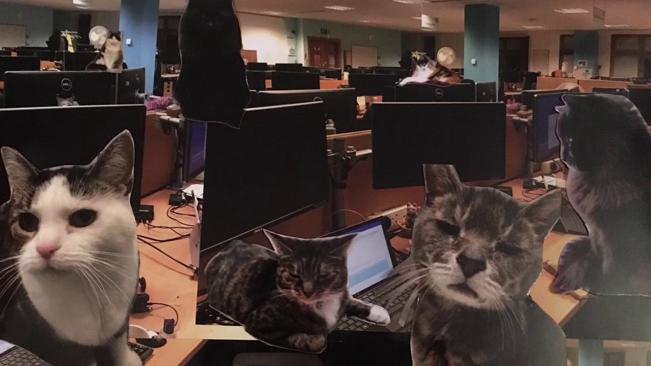 The Secret Agent Cat - YouTube