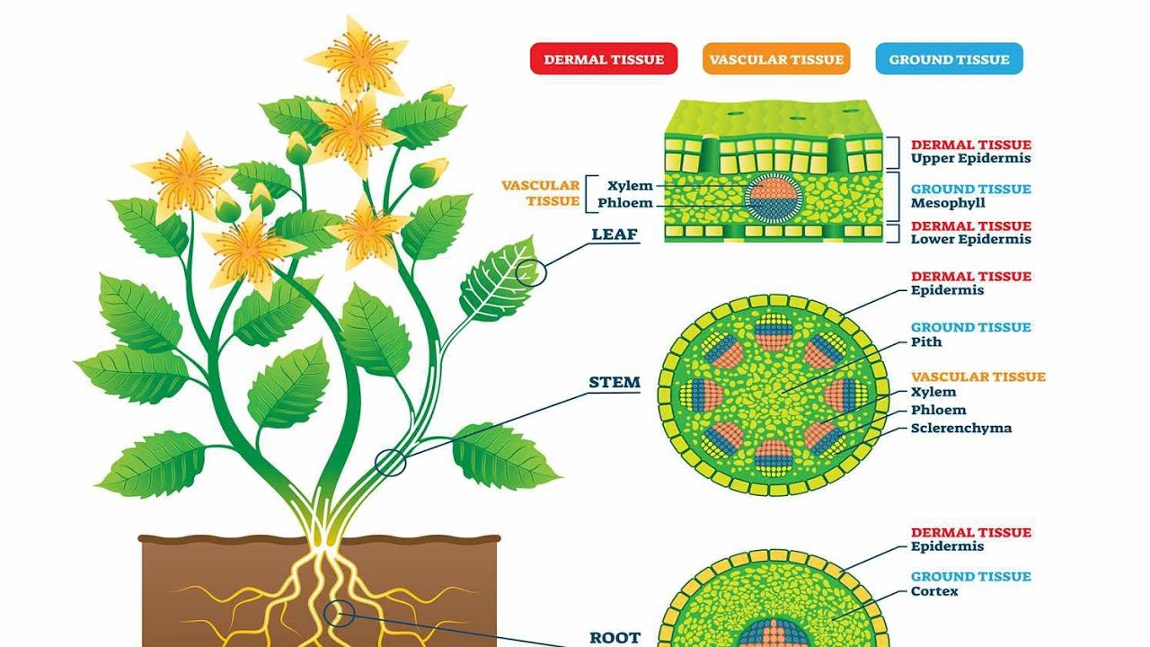 Supporting Tissues In Plants collenchyma sclerenchyma vascular Tissues supporting-tissues-in-plants-collenchyma-sclerenchyma-vascular-tissues