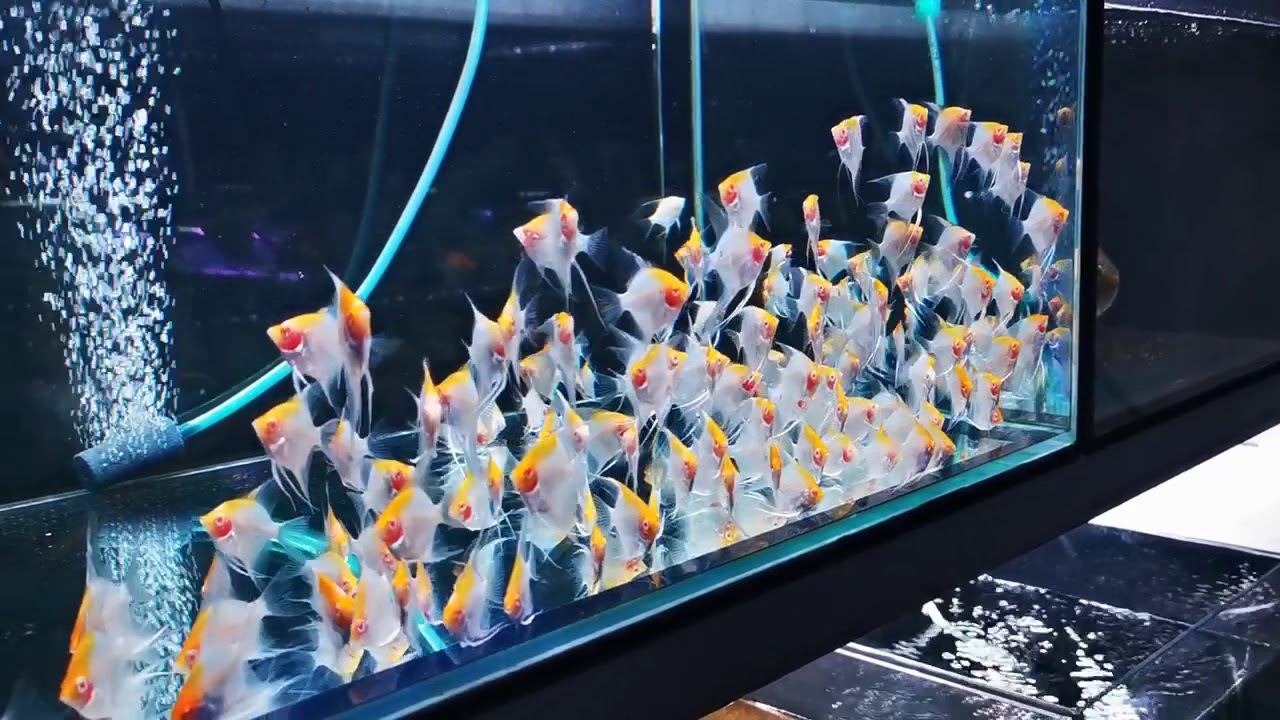 Koi Albino red head - YouTube